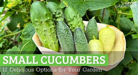 Small Cucumber Varieties 12 Delicious Options For Your Garden