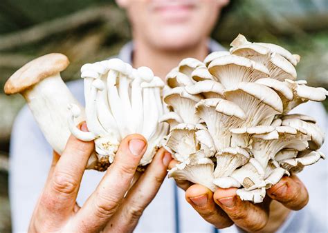 Funghi For A Better Future Exploring The Sustainability And Nutrition