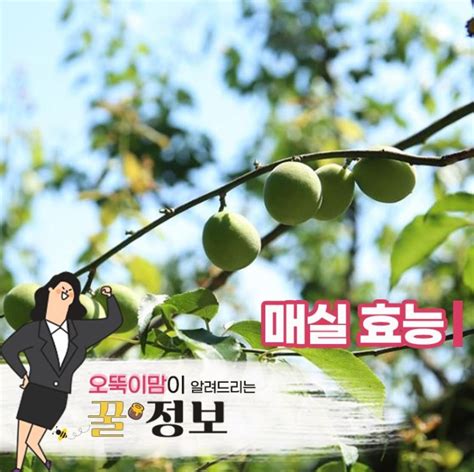 매실 효능 매실차 매실액 건강에 어떤 영향을 미칠까 네이버 블로그