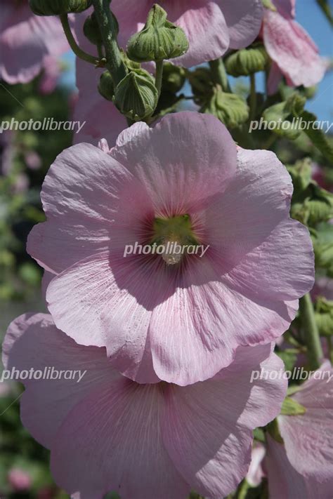 Photolibrary