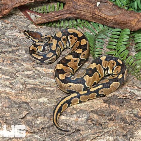 2018 Lavender Albino Spider Ball Python For Sale Underground Reptiles