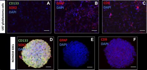 Immunocytochemical Characterization Of U87 Differentiated Glioblastoma