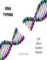 DNA TYPING Pdf DNA TYPING By Willow Favela STR Short Tandem Repeat What Is STR This Technique