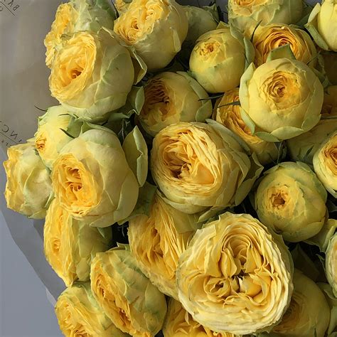 Заказать кустовые розы по низким ценам в городе Волгоград доставка пересылка