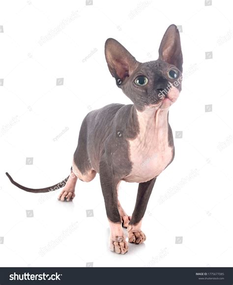 Naked Sphinx Front White Background Stock Photo Shutterstock