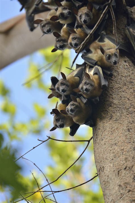 Worlds Biggest Bat Colony Gathers In Zambia Every Year We Used
