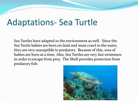 Ppt Deep Ocean Powerpoint Presentation Free Download Id2087500
