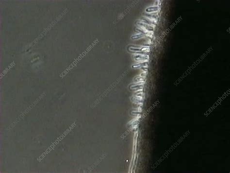 Clover Root Hairs Stock Video Clip K0032824 Science Photo Library