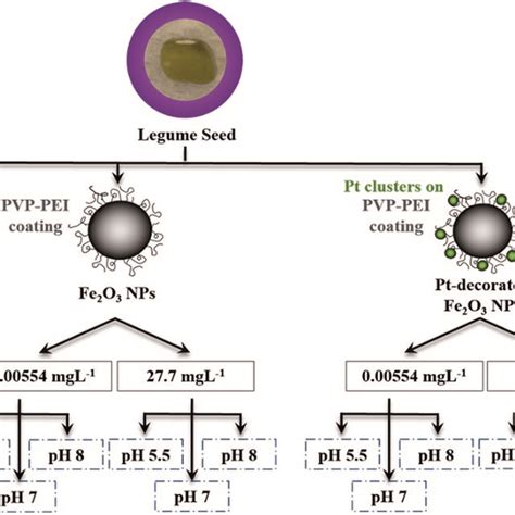 Schematic Overview Of The Experimental Matrix Used For Seed Root Growth