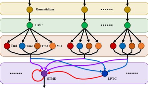 Network Structure Of The Proposed Spatio Temporal Feedback Visual Download Scientific Diagram