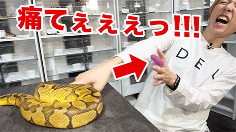 凶暴なヘビに噛まれ指が死にました ボールパイソン専門店 Deu Reptiles