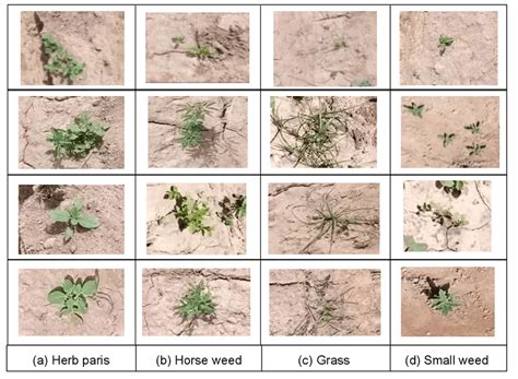 Visuals Of Various Crops Collected In The Dataset Each Column Contains