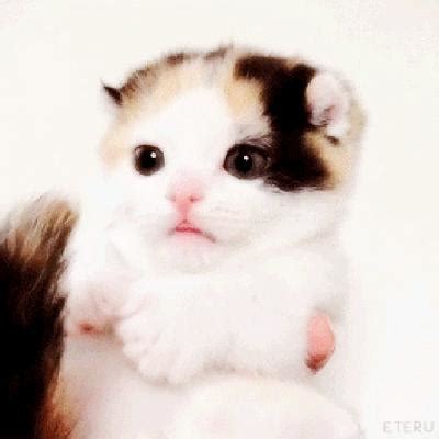 猫猫为什么会追自己的尾巴你知道原因吗 知乎