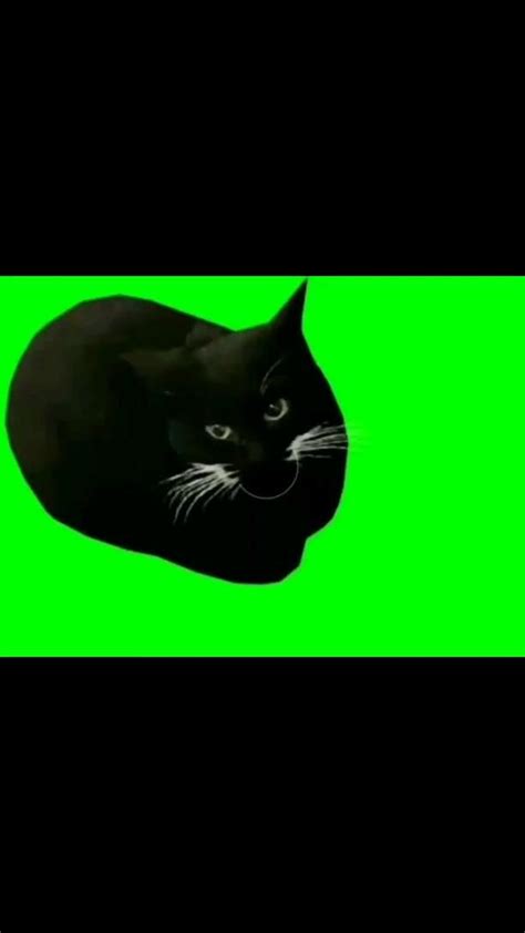 местный кот на зелёном фоне In 2024 Happy Cat  Cat Memes Funny Cute Cats