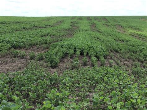 Identifying Common Herbicide Symptoms In Soybean Integrated Crop