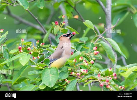 01415 04112 Cedar Waxwing Bombycilla Cedrorum Eating Berry In Serviceberry Tree Amelanchier