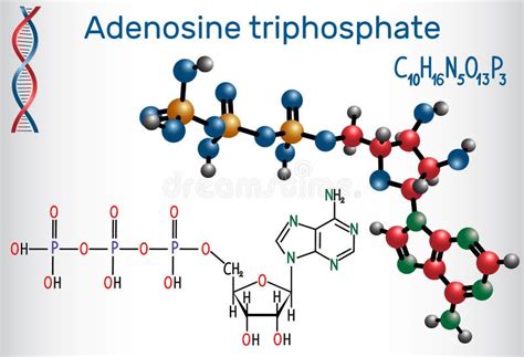 Adenosine Triphosphate Atp Structural Formula Stock Illustration Illustration Of Compound