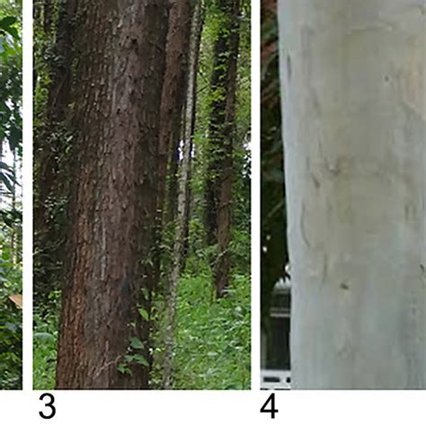 Leaf Shape A Linear B Narrow Lanceolate C Lanceolate D