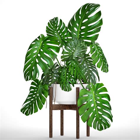 몬스 테라 1 3d 모델 15 Max Obj Fbx Unknown Free3d