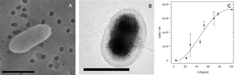 Halococcus Dombrowskii