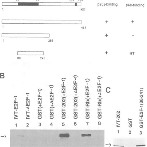 p202 and prb can bind to non overlapping segments in e2f 1 a