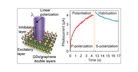 Polarization Dependent Memory And Erasure In Quantum Dotsgraphene