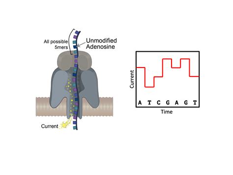 Accurate Detection Of M6a Rna Modifications In Native Rna Sequences