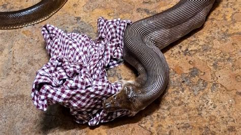 Cattle Producer Wakes To Find Olive Python Eating Her Bra And Shirt
