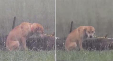 Эрдэнэт Хийсэн гэмгүй ч насаараа гинжлэгдэх хувь тавилантай хичнээн олон ийм амьтад энэ их