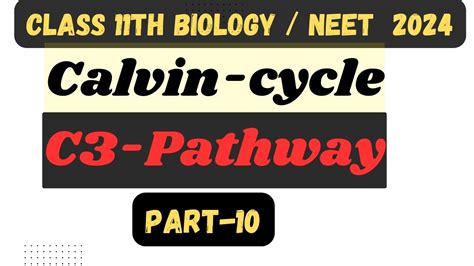 Calvin Cycle C3 Pathway Neet 2024 Part 10 Simmi Singh Youtube