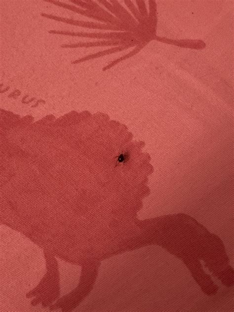 Been Seeing These On My Bed R Whatbugisthis