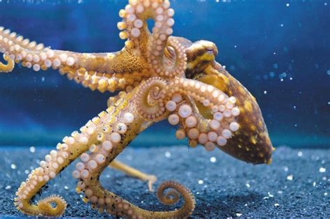 문어 빨판은 ‘혀