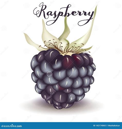 Beautiful Isolated Blue Raspberry Vector Illustration Stock Vector