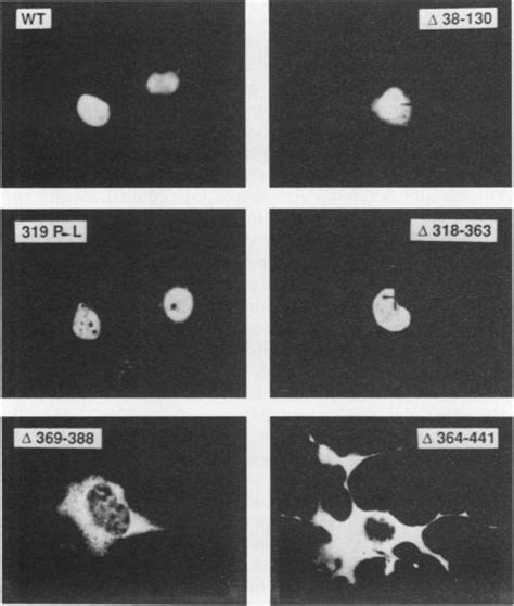 definition of an ets1 protein domain required for nuclear localization