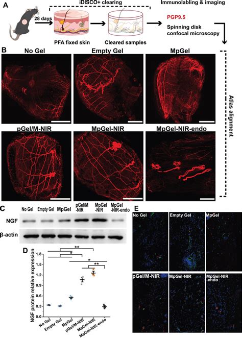 restoration of neural networks a scheme of skin tissue idisco