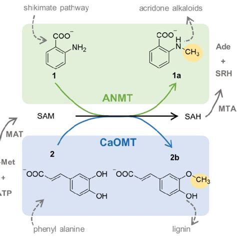 Timeline Of Methylation Reaction For 3 To Methylated Products 3a And Download Scientific