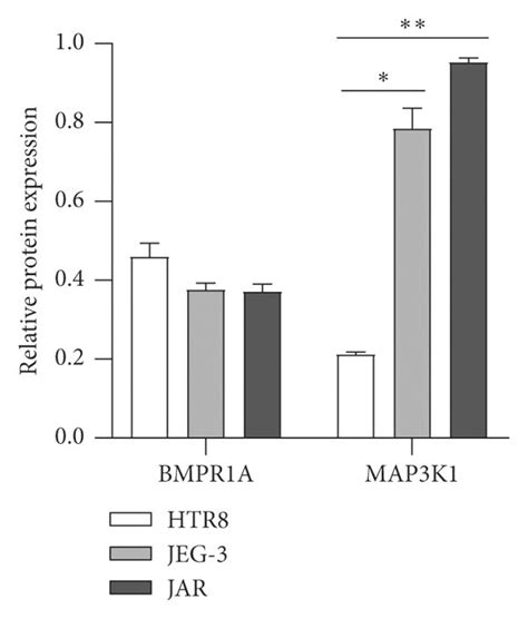 Protein Expression Of Bmpr1a And Map3k1 In Three Cell Lines A
