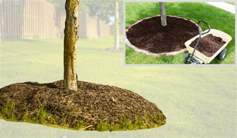 Effective Tree Mulching Techniques To Enhance Soil Health