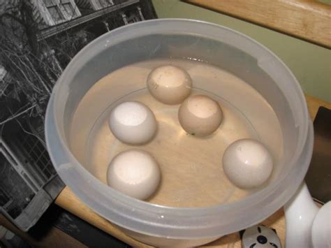 Float Testing Checking Egg Viability For Late Or Overdue Hatching Page 10 Backyard Chickens