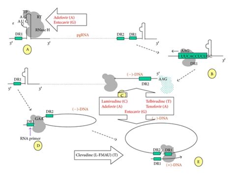 The Replication Strategy Of Hepatitis B Virus And Stages Of A
