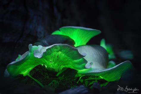 Foxfire Fungus