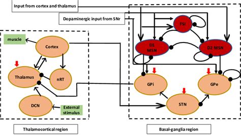 Color Online The Cerebellar Basal Ganglia Thalamocortical Network In Download Scientific