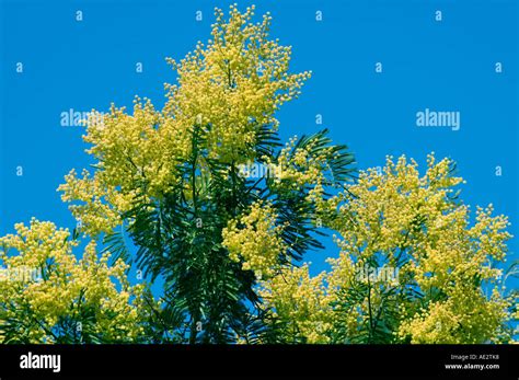 Flowering Tree From Australia Yellow Flowers In Early Spring Sometimes Winter Stock Photo Alamy
