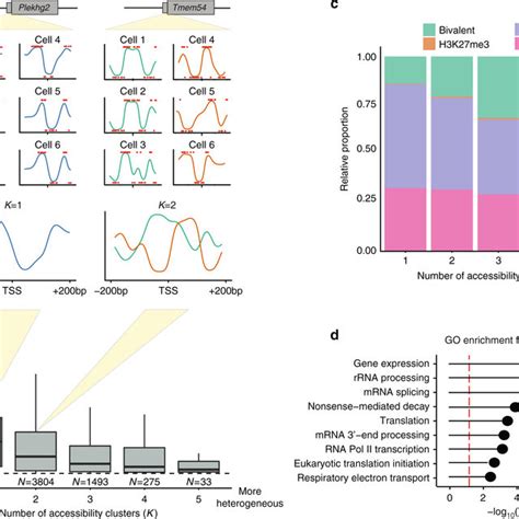 Modelling Chromatin Accessibility Profiles At Gene Promoters In Single
