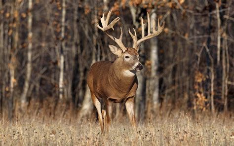 Deer Wallpapers Wallpaper Cave