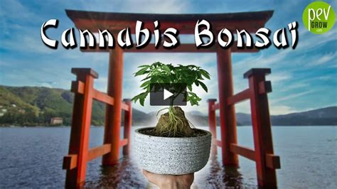 Watch This Video Create Your Own Cannabis Bonsai With New York Diesel