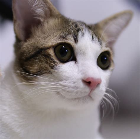 หนูเมธีมีลูกแมวเหมียว