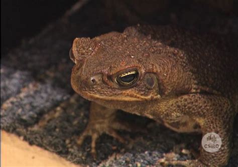 Cane Toad Advance 2002 Csiropedia