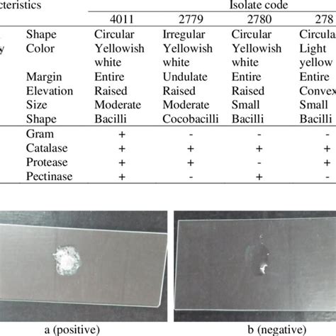Morphological And Biochemical Characteristics Of Isolates Download