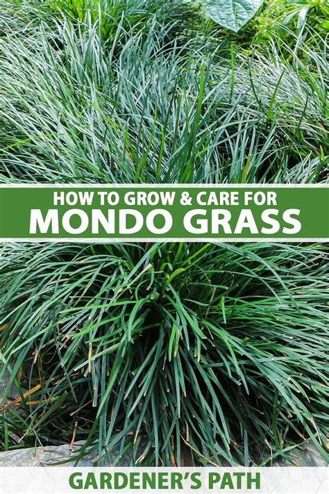 How To Grow And Care For Mondo Grass Gardeners Path
